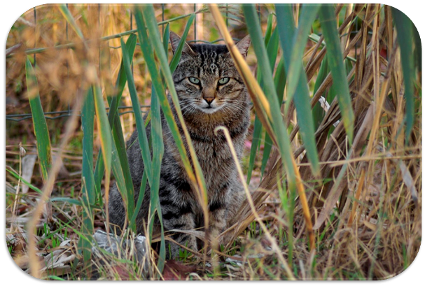 La tribu d'Alex - L'École du Chat Libre de Bordeaux
