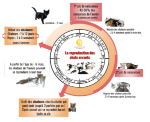 Pourquoi stériliser - L'École du Chat Libre de Bordeaux